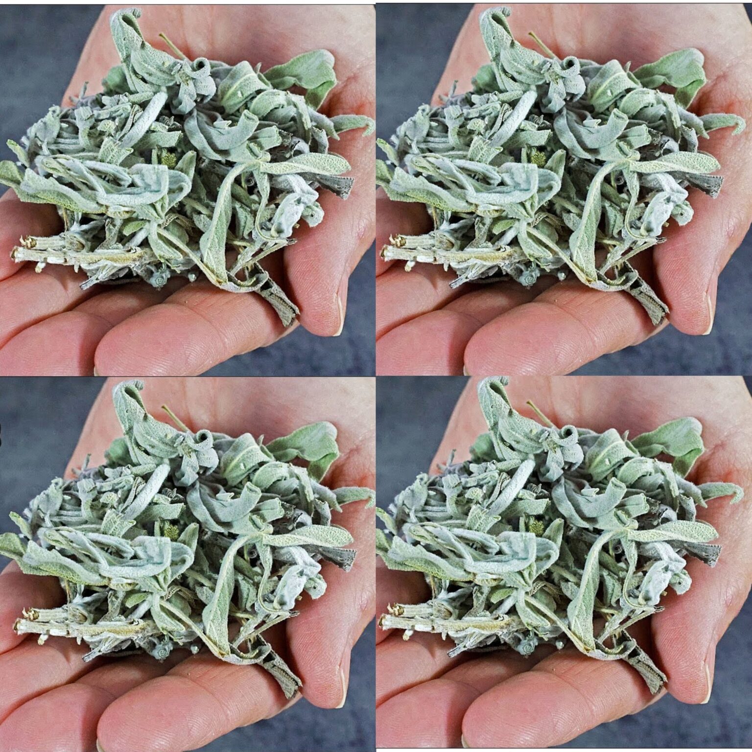 “Death Begins in the Intestines”: How Sage Can Transform Your Gut ...